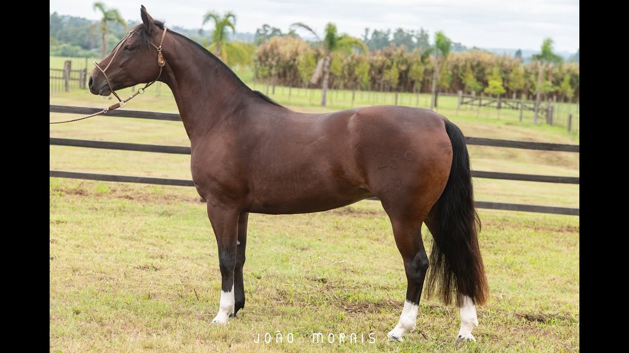 ESPERANZA DE QUARACI - YouTube