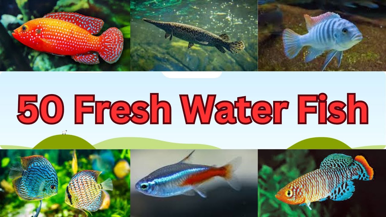 50 Fish Names | Fresh Water Fish Types | Freshwater Fish Names | #facts ...