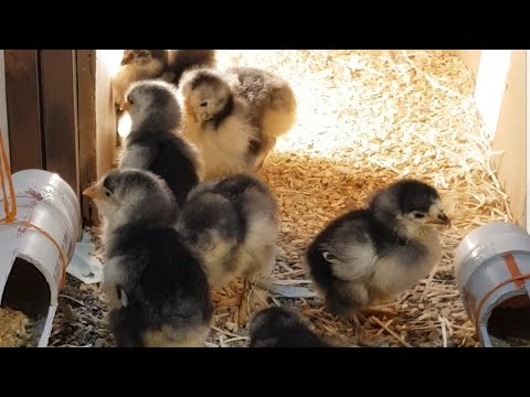 Baby chicks raising tips and tricks/yard and coop/ pvc food container ...