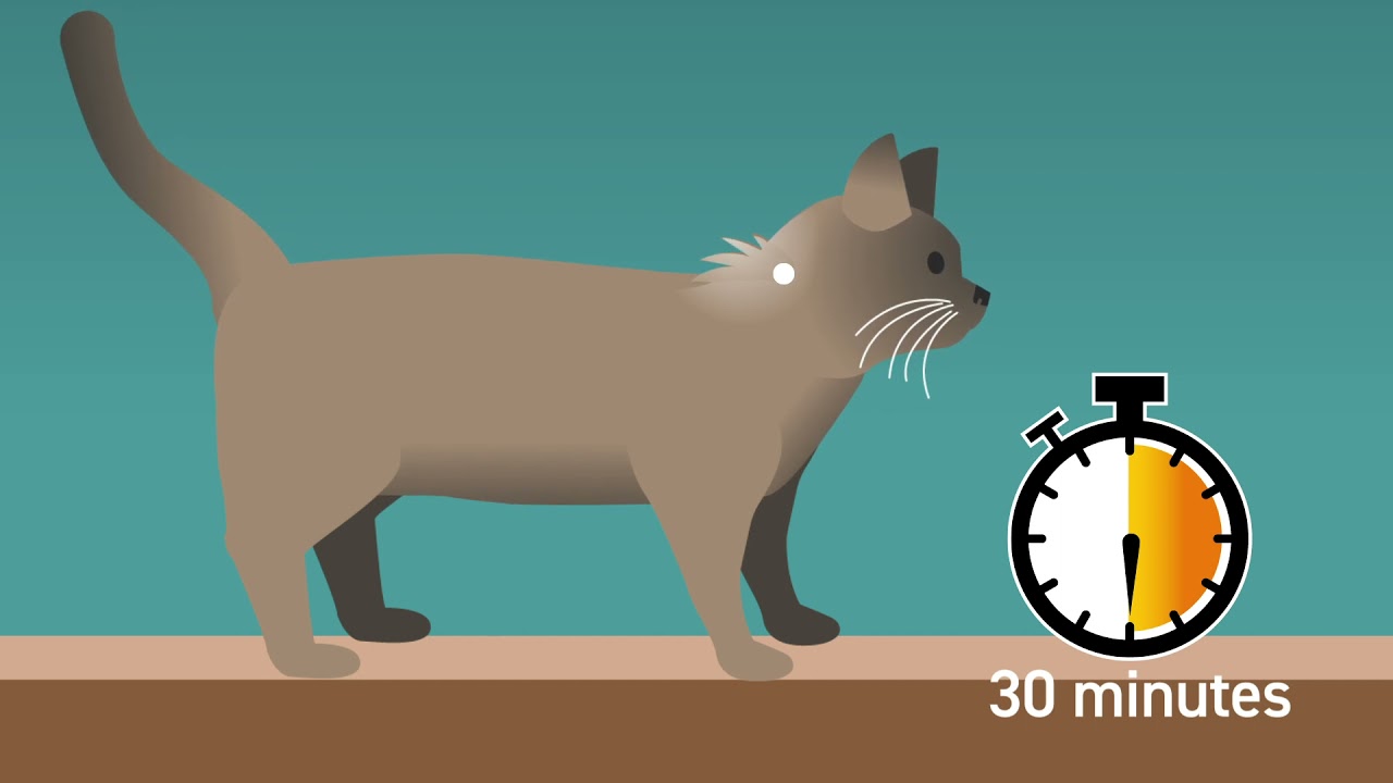 How to Apply Imoxi™ Topical Solution for Cats - YouTube