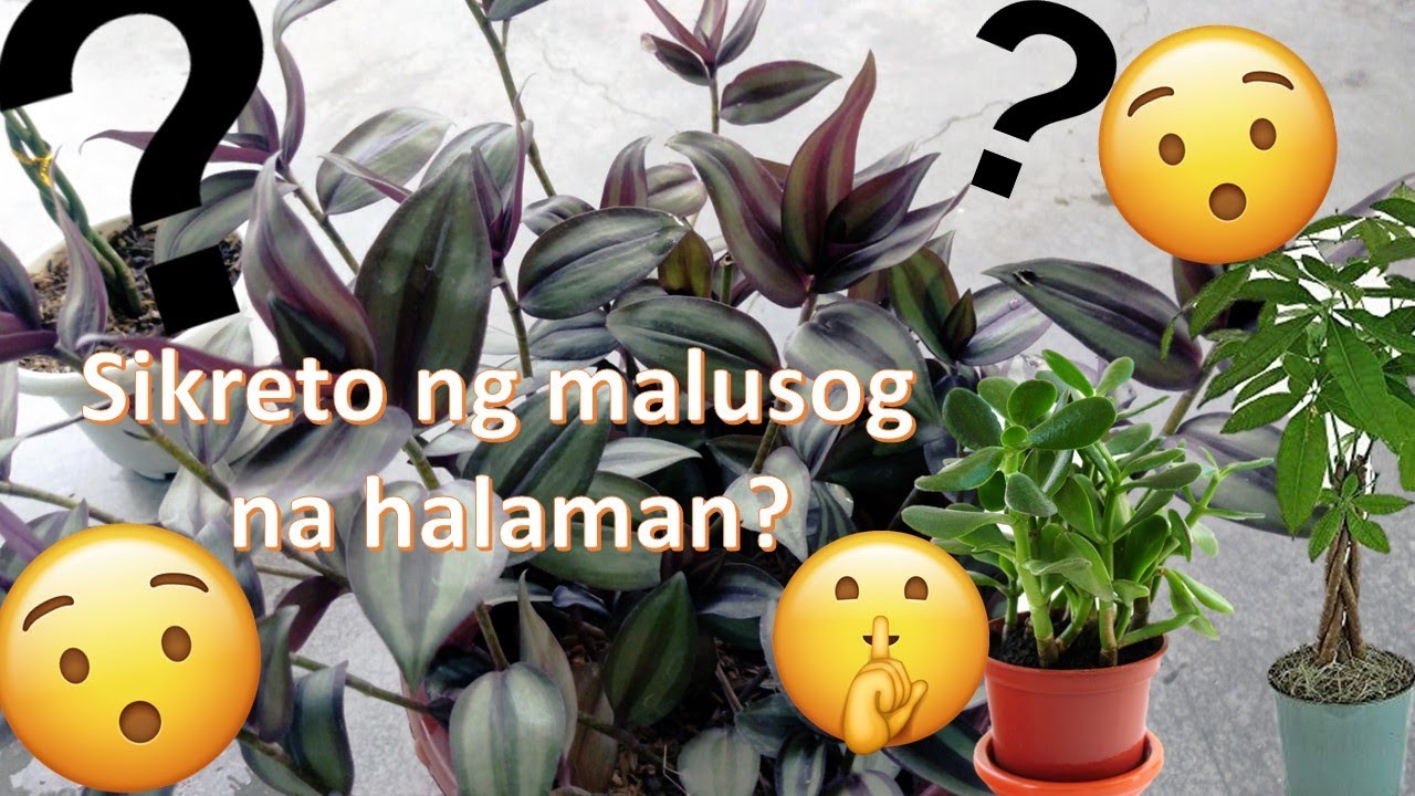 Ito ang ipangdilig mo para maging malusog ang iyong halaman. - YouTube