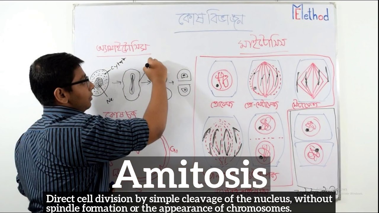 How to Say Amitosis in English? | What is Amitosis? | How Does Amitosis ...