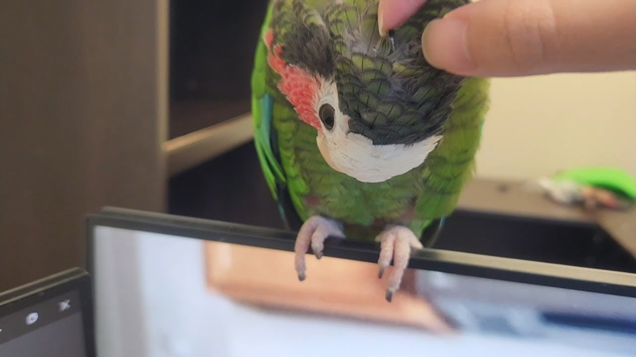 Removing Pin Feathers from Itchy Alphonse - YouTube