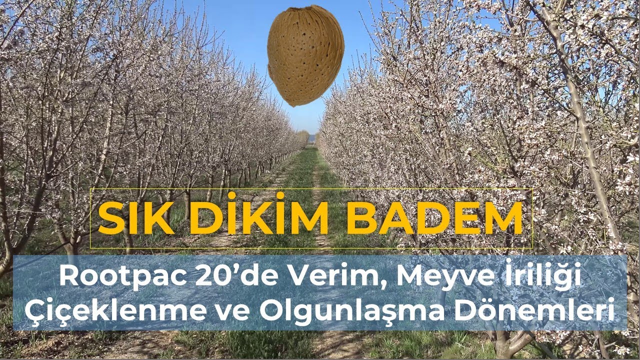 Badem Anaçları- Sık Dikim Badem - YouTube