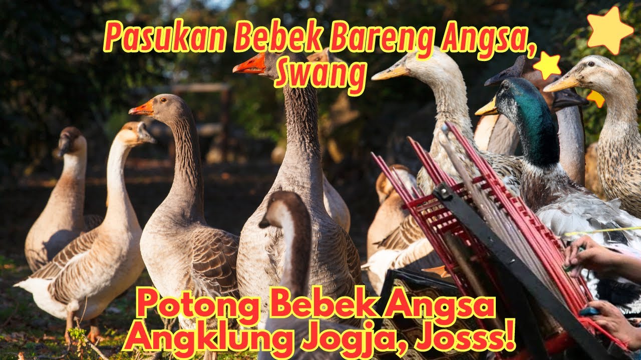Lagu Potong Bebek Angsa Versi Angklung Jogja Malioboro, Bebek Angsa ...