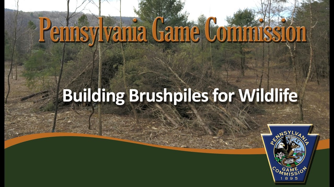 Brushpiles with Game Commission biologist Dan Mummert - YouTube