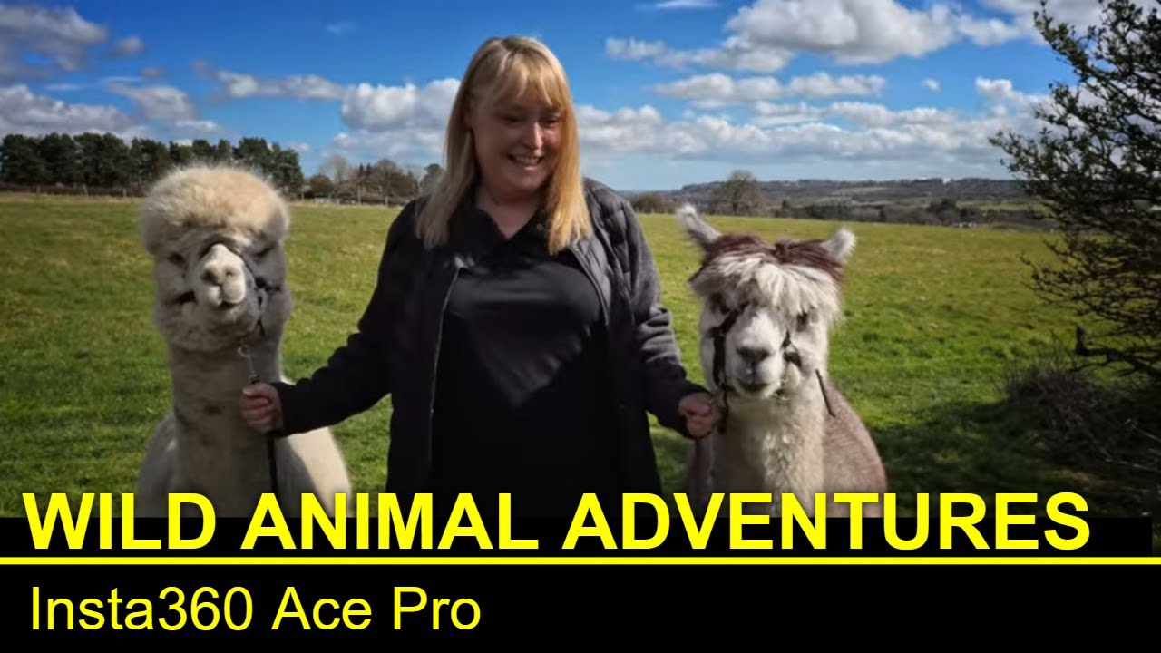 Alpaca trekking in Durham. 4K adventure with wild animals and not a ...