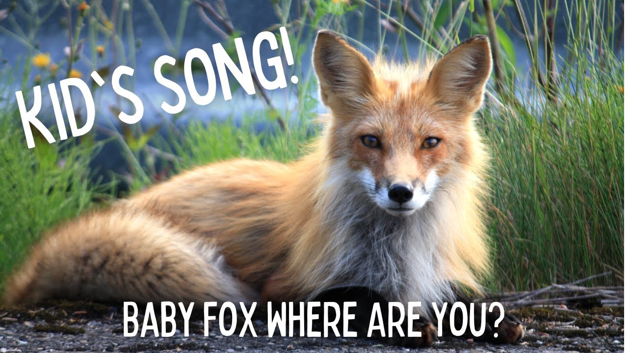 Baby Fox Baby Fox Where Are You? Singalong Baby Sensory Toddler Sensory ...