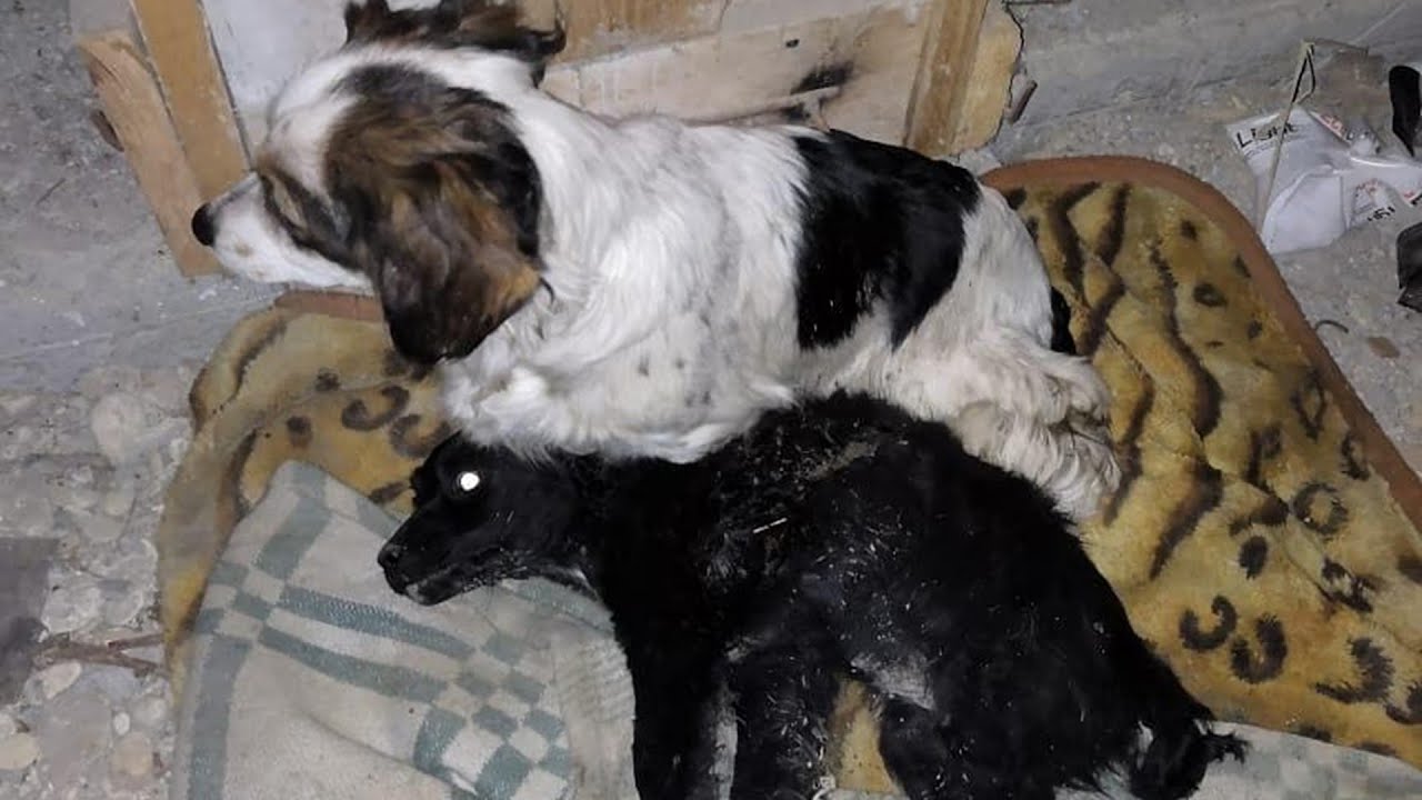 Rescue Poor Stray Dog With Her Paralyzed Puppy From The Street - YouTube