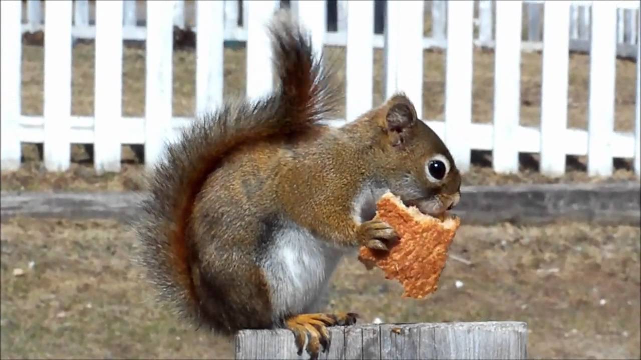 The SQUIRREL Spring is here - YouTube