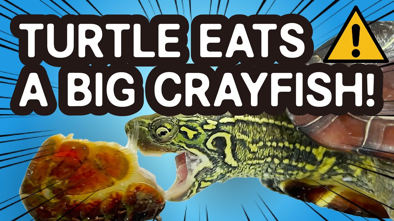 A scene of a turtle eating a large crayfish that is a feast. - YouTube