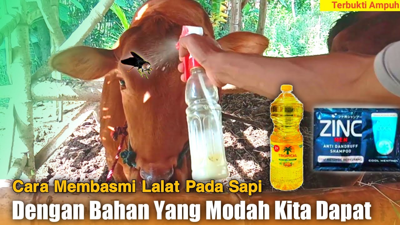 Cara Mengatasi Lalat Pada Sapi - YouTube