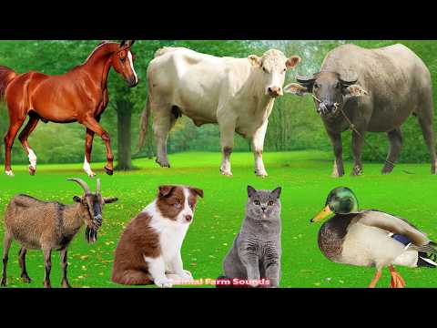 Cute Animal Sounds: Chicken, Dog, Sheep, Cat, Horse, Cow, Cat - Animal Videos