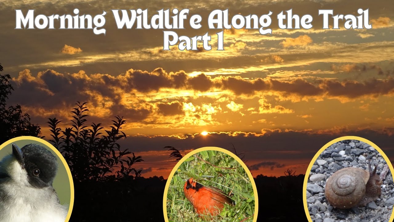 Morning Adventures: Wildlife Along the Trail Pt. 1 - YouTube