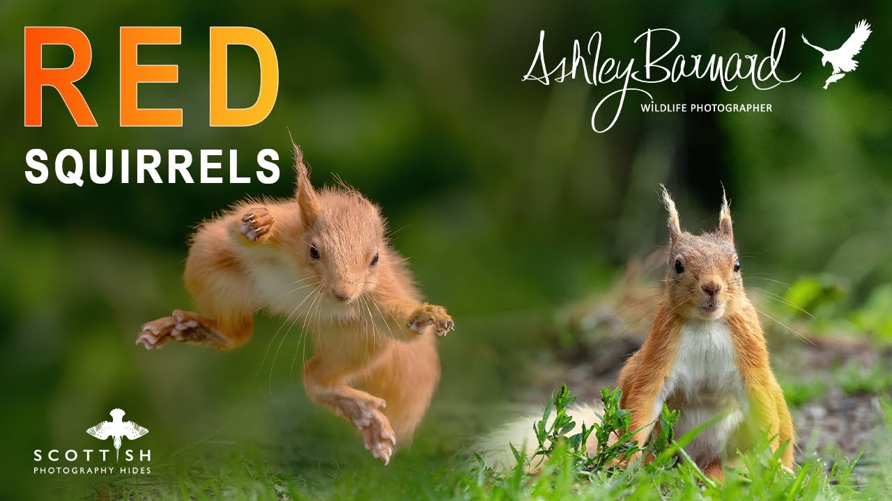 Photographing Woodland Red Squirrels - Scottish Photography Hides - YouTube