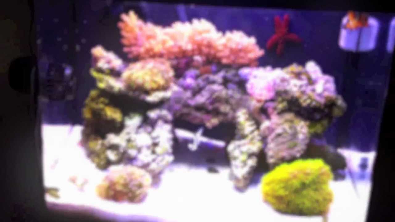 Oceanic Biocube 29G Reef - YouTube