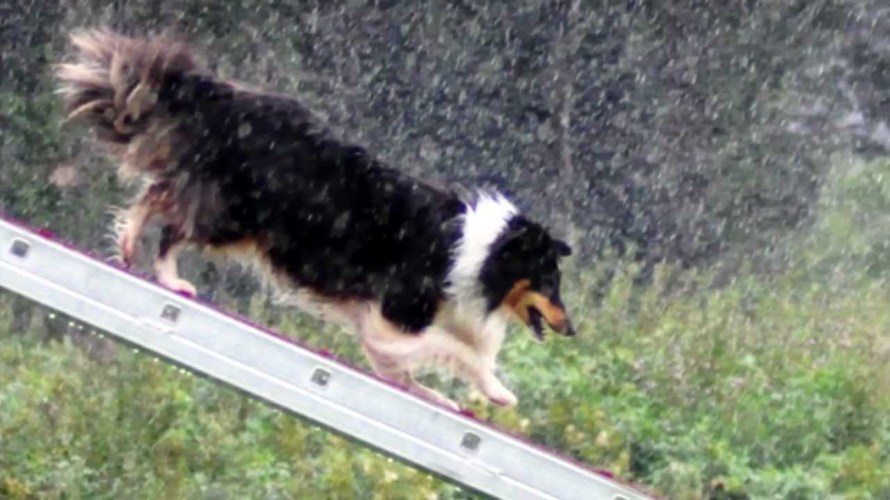 Never Give Up [Agility - English version] Inspirational video -1 - YouTube