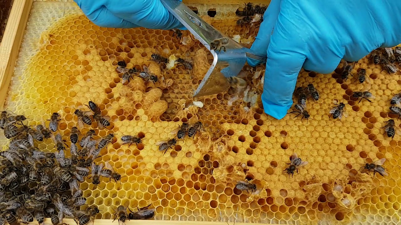 Queen cell selection and removal 11th June 2020 - YouTube