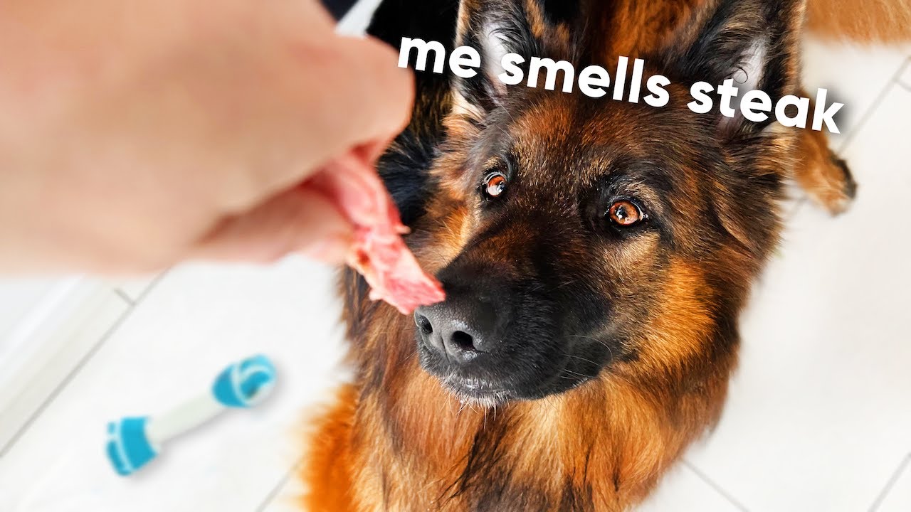 What Cooking Dinner With My Dog Looks Like! | Inspired Gohan The Husky ...