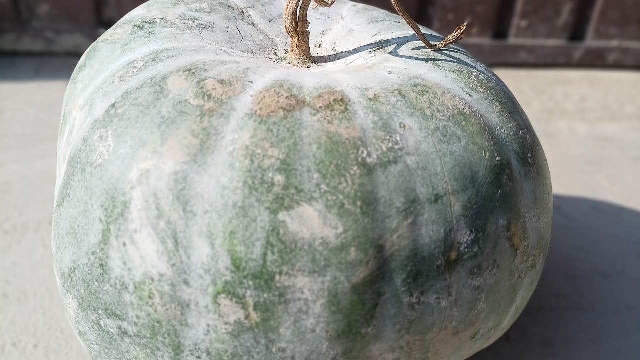 Ashgourd juice ...a miracle juice for ur health. My first grown ...