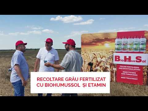 Recoltare grau tratat cu Biohumussol si Etamin la Agromad Crops - YouTube