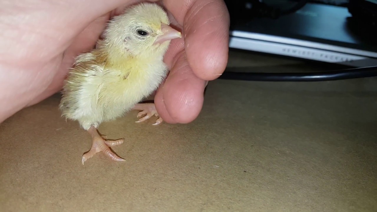 🐤 Serama chick - Beeper the Cutest Chicken? 🐤 - YouTube