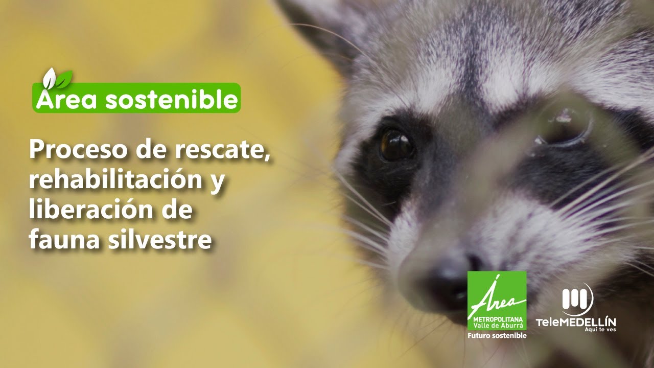 Proceso de rescate, rehabilitación y liberación de fauna silvestre ...