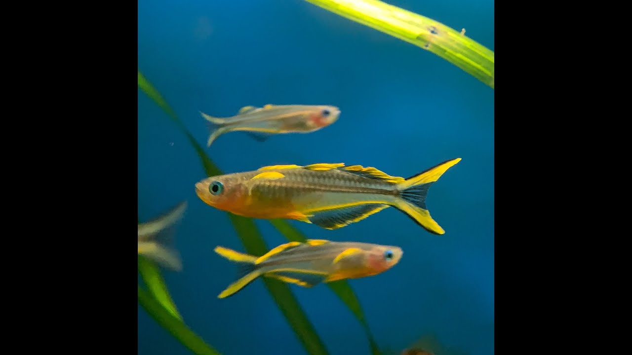 Forktail Blue Eye Rainbow Fish - Pseudomugil furcatus - YouTube