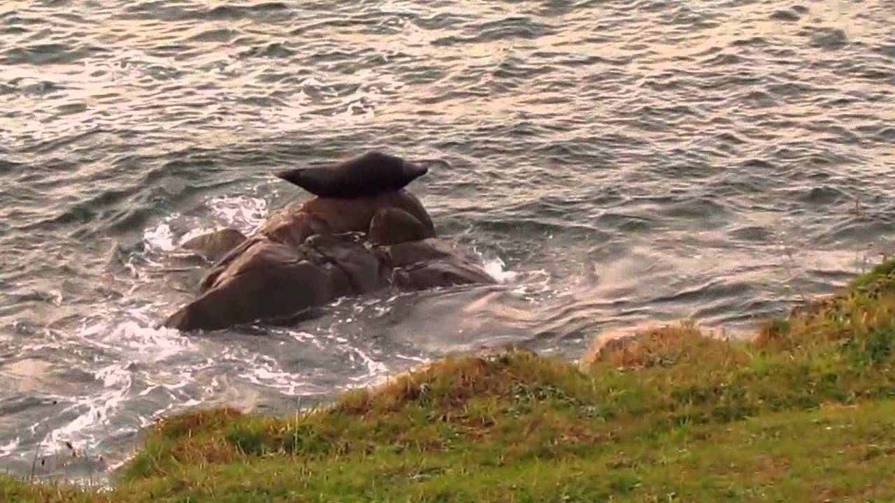Chilling Out,River Cove,(Wicca),Cornwall - YouTube