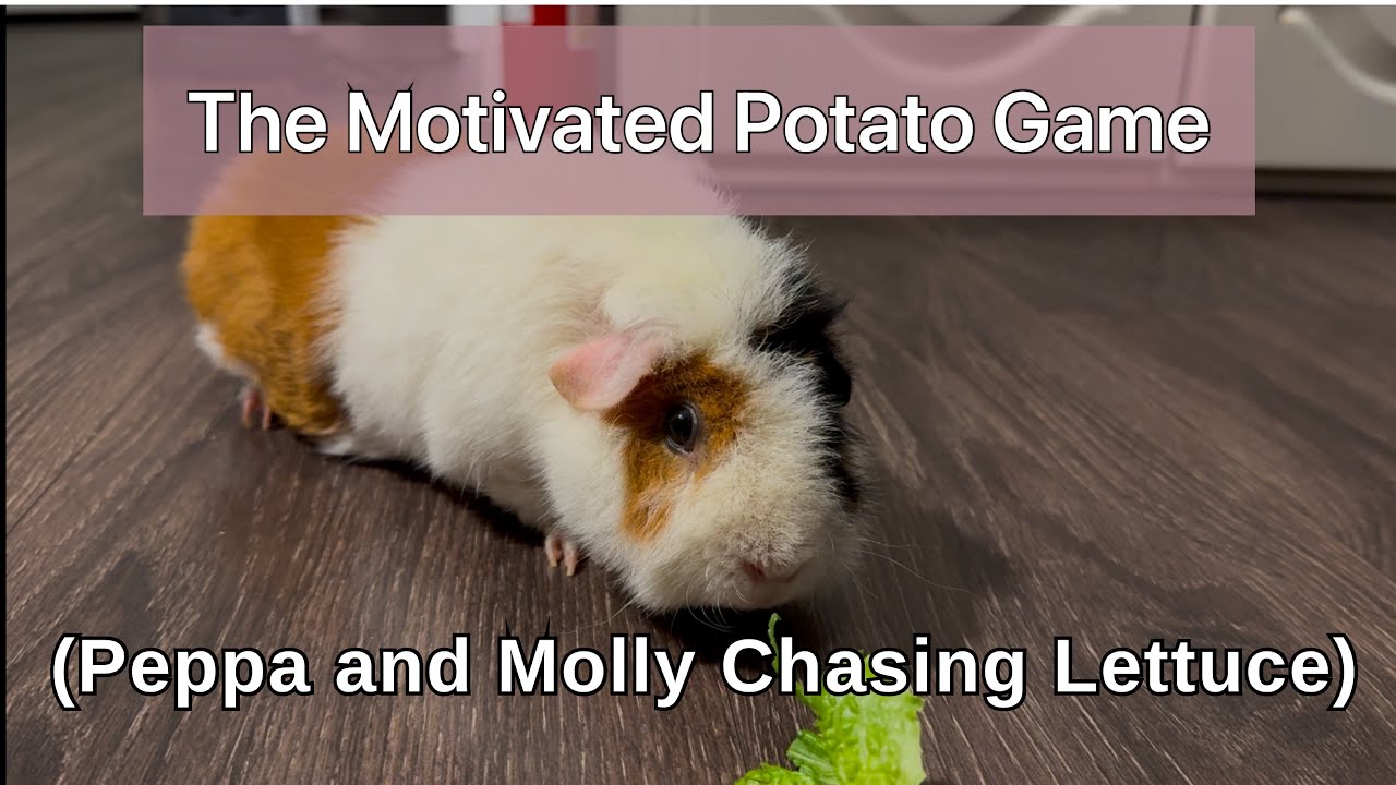 The Motivated Potato Game (Peppa and Molly Chasing Lettuce) - YouTube