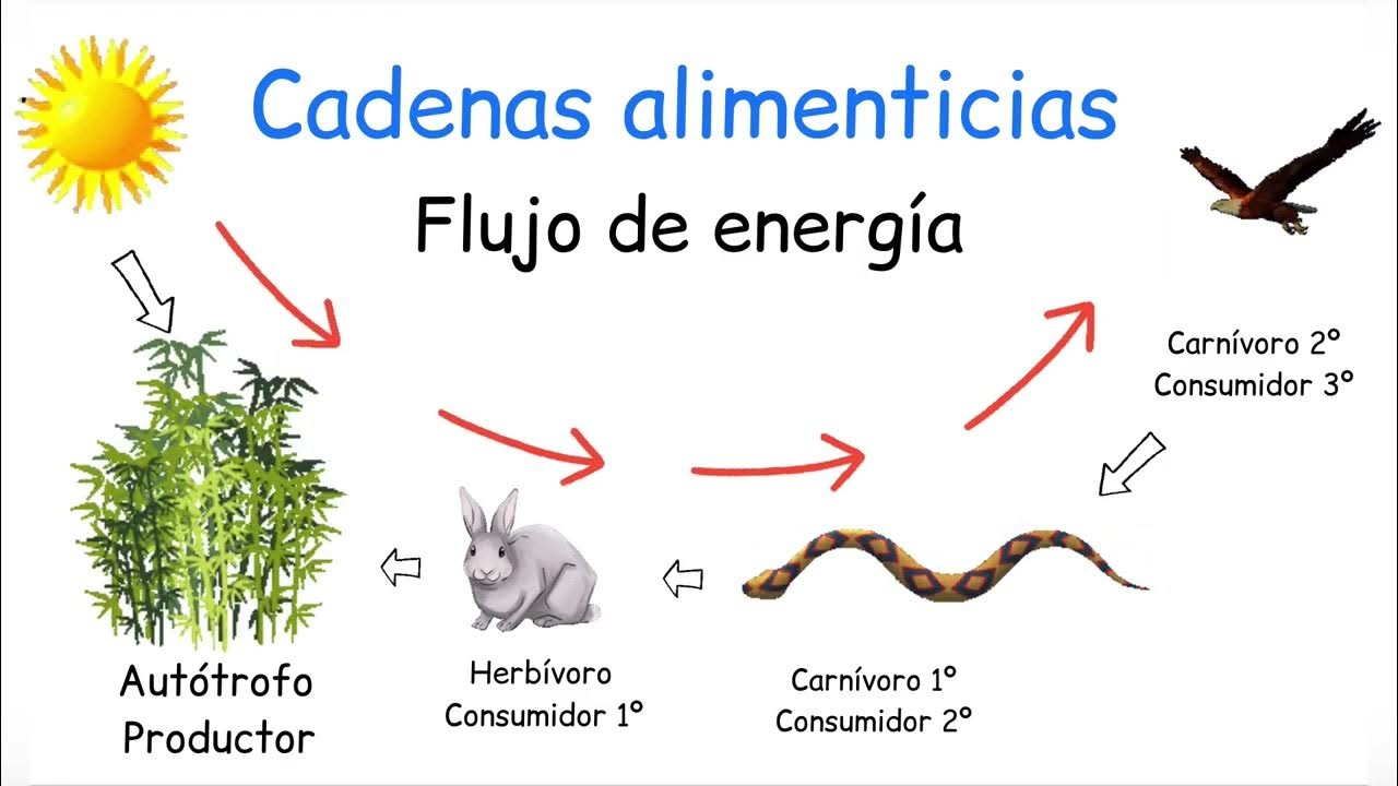 🌿 ¿Qué es una cadena alimenticia? 🐅 - @BiologíayEcología - YouTube