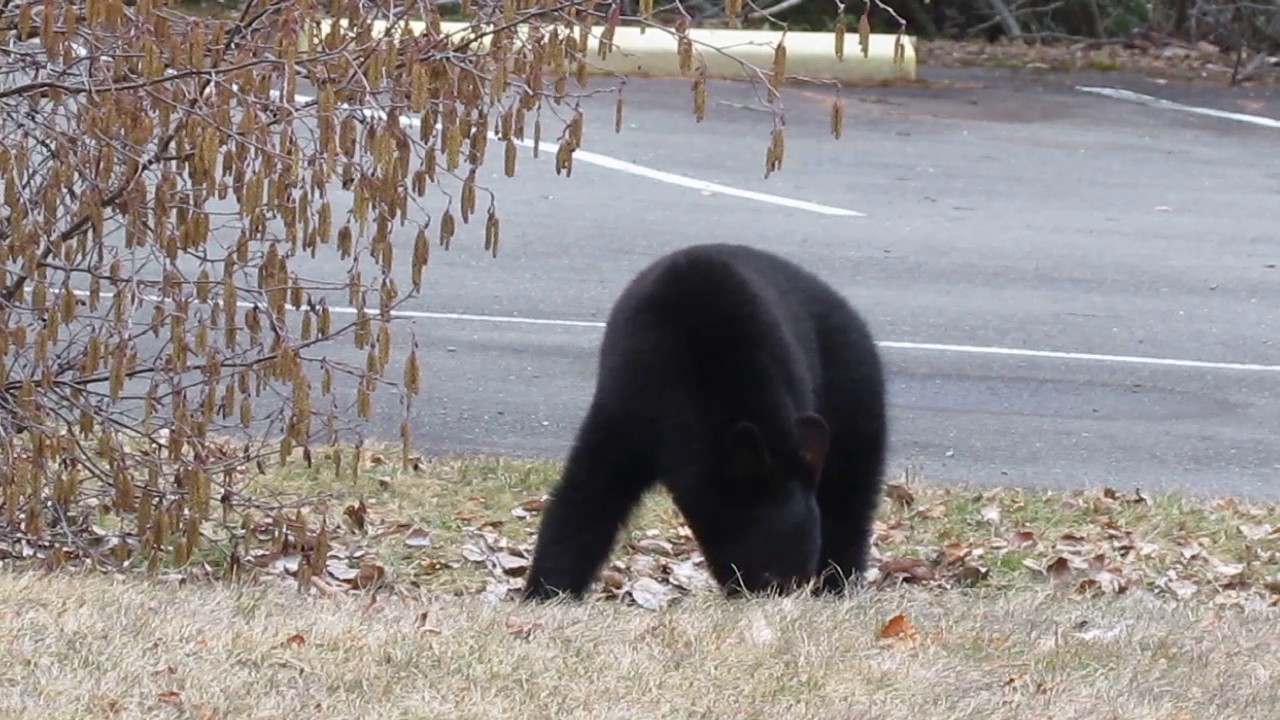 Spring Bear in Kouchibouguac National Park, New Brunswick, Canada - YouTube