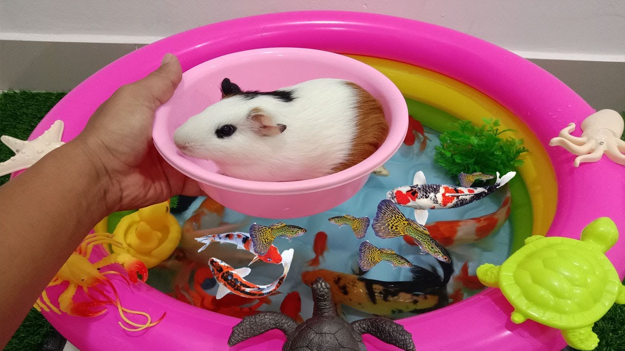 Super collection of cute gold fish, koi fishes and lovely hamster with ...