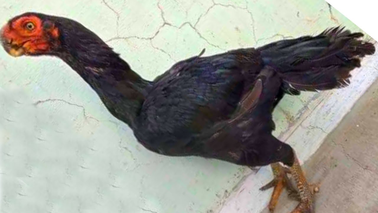 long haight parrot beak aseel hen | aseel and animal pets lovers 0180 ...