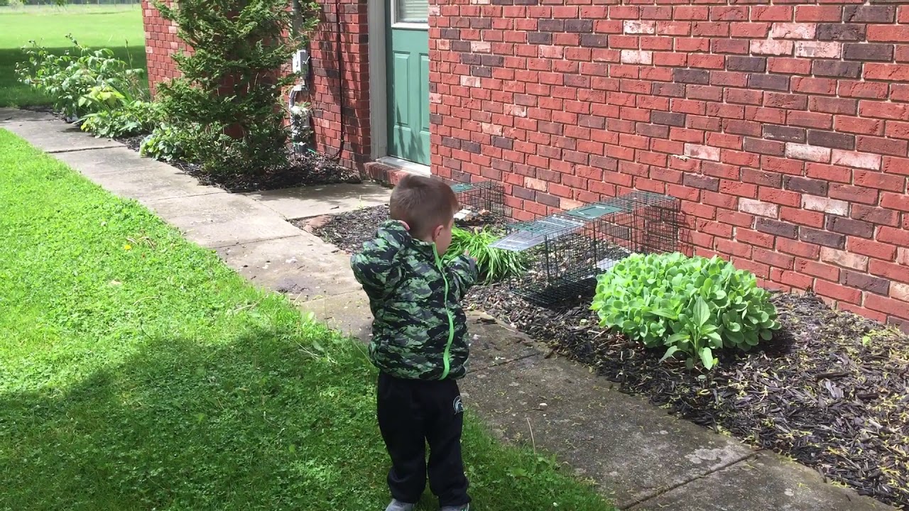 Animals getting into garbage set a live trap - YouTube