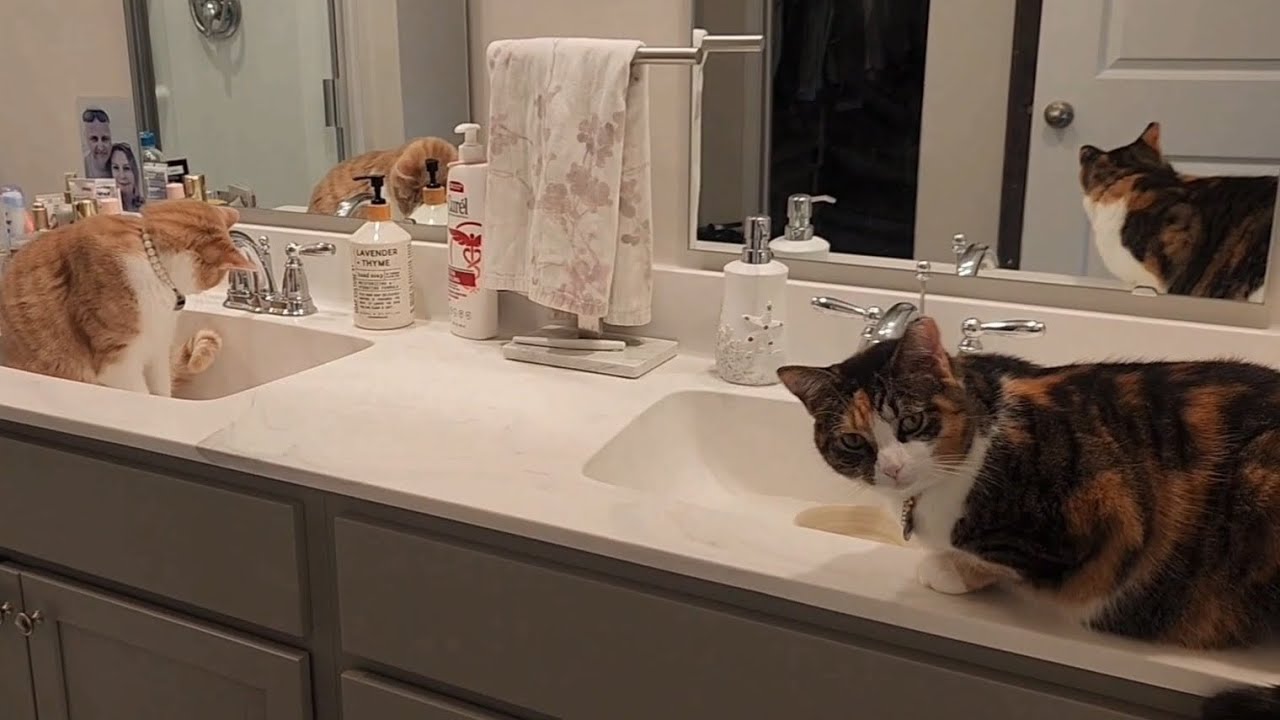 Life with cats! - YouTube