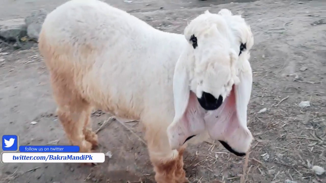 Lahore Bakra Mandi Latest Visit 2018 Kajla Chatra and Mundra Chatra for ...