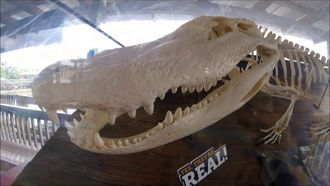 GatorLand the Attack Of Gator Zilla - YouTube