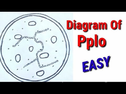 How to draw diagram of pplo - YouTube