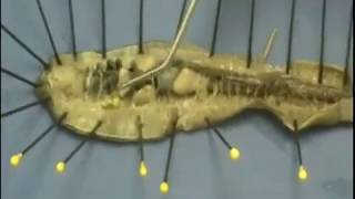 Earthworm Dissection Brain Earthw2.gif