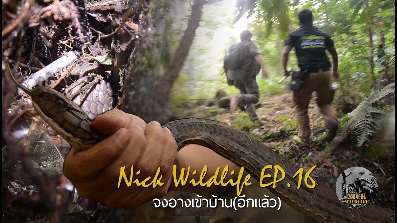 Nick Wildlife EP.16 งูจงอางเข้าบ้าน(อีกแล้ว) - YouTube