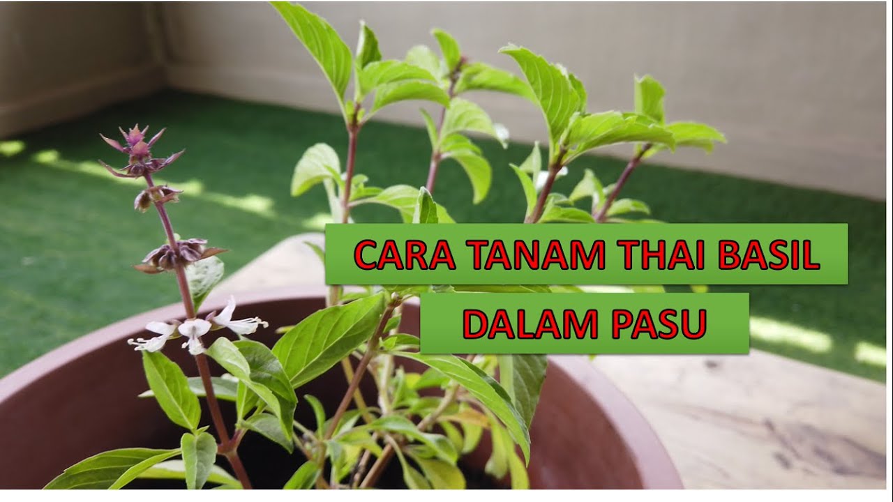 CARA MUDAH TANAM POKOK THAI BASIL / SELASIH GUNA KERATAN BATANG - YouTube
