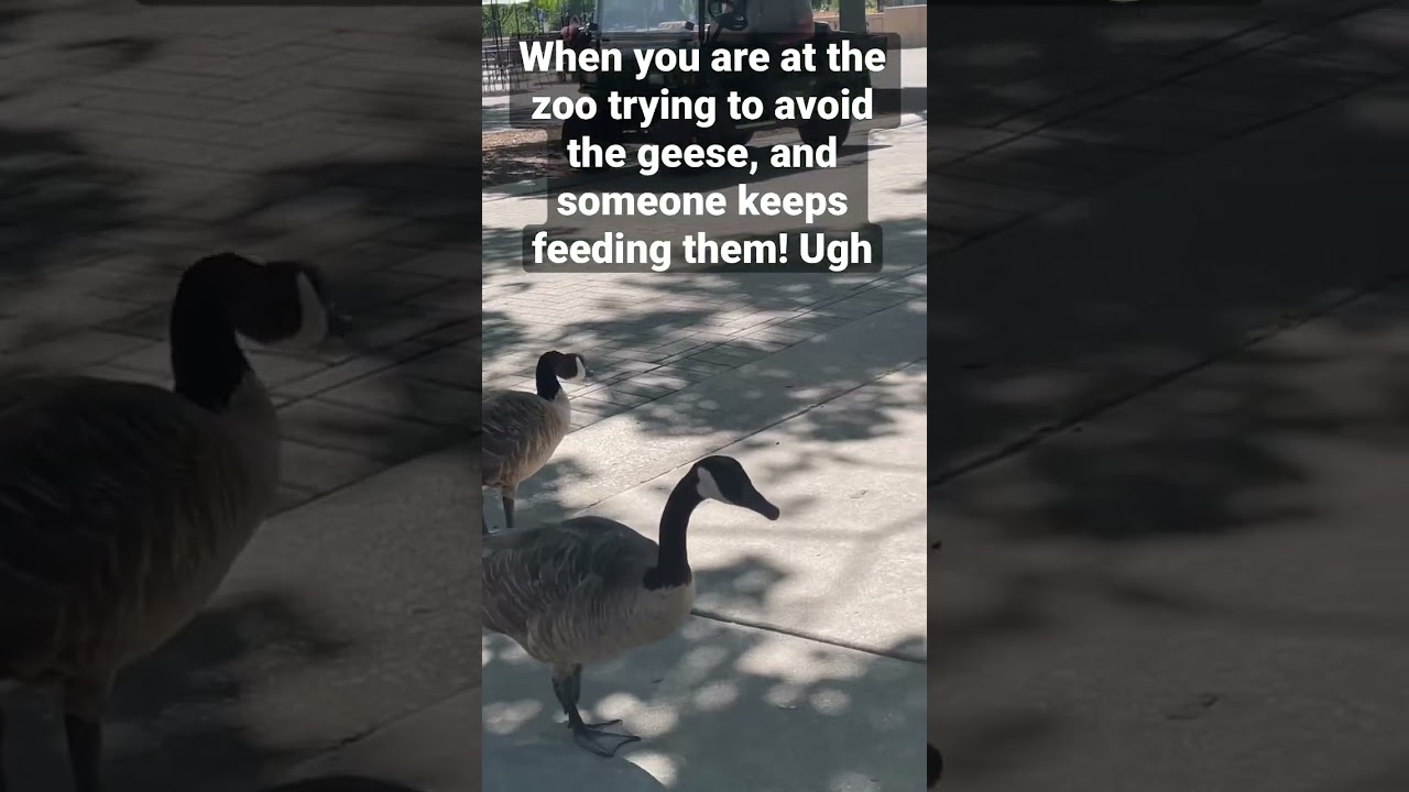 When you are at the zoo and there is a geese invasion! - YouTube