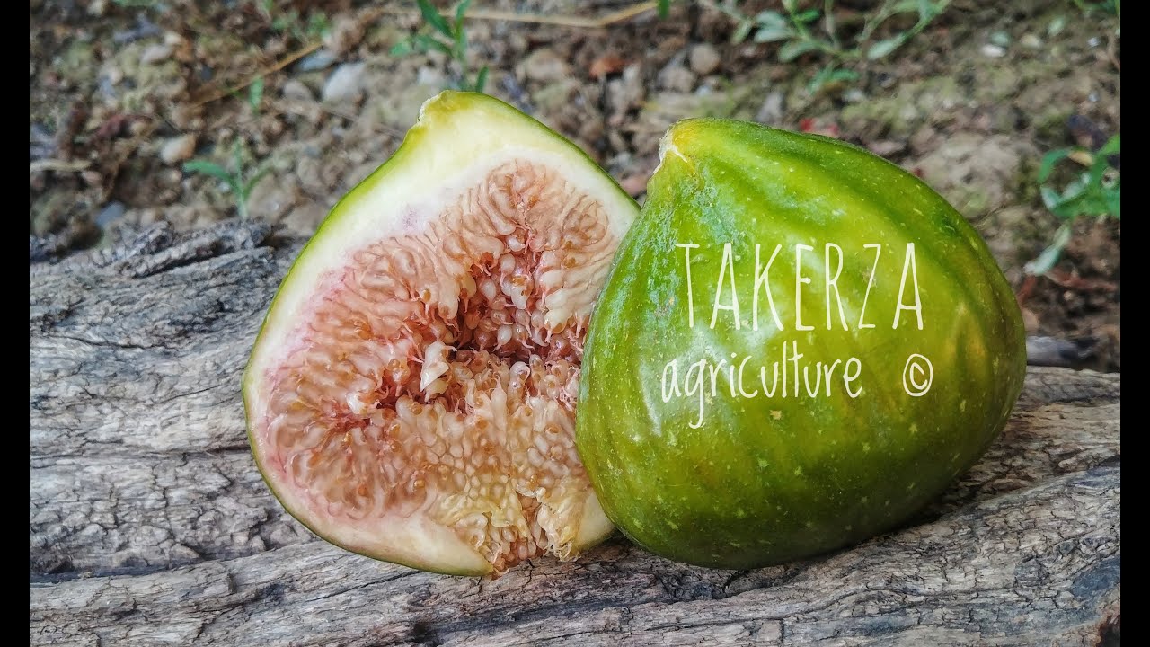 Avakur amellal #2 | Bakor blanc (rond) | White bakor #2 (breba fig ...