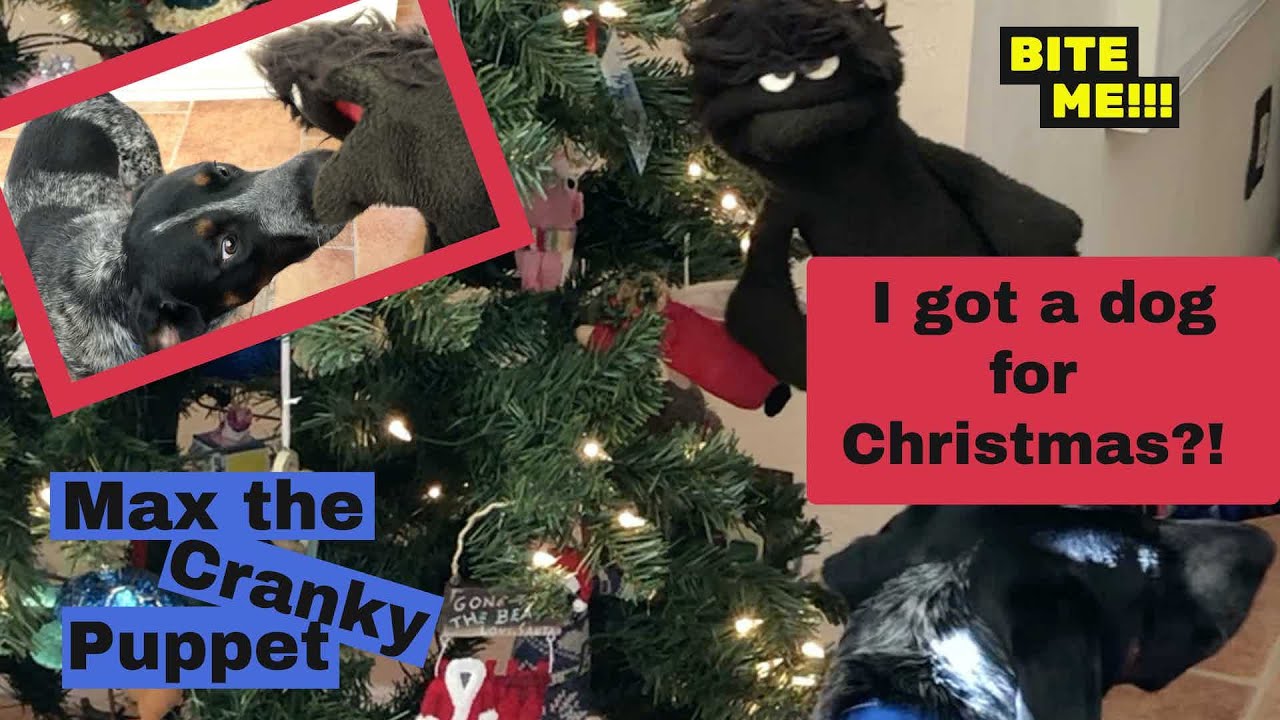 I Got a Dog for Christmas?! - Funny Puppet Videos - Max the Cranky ...