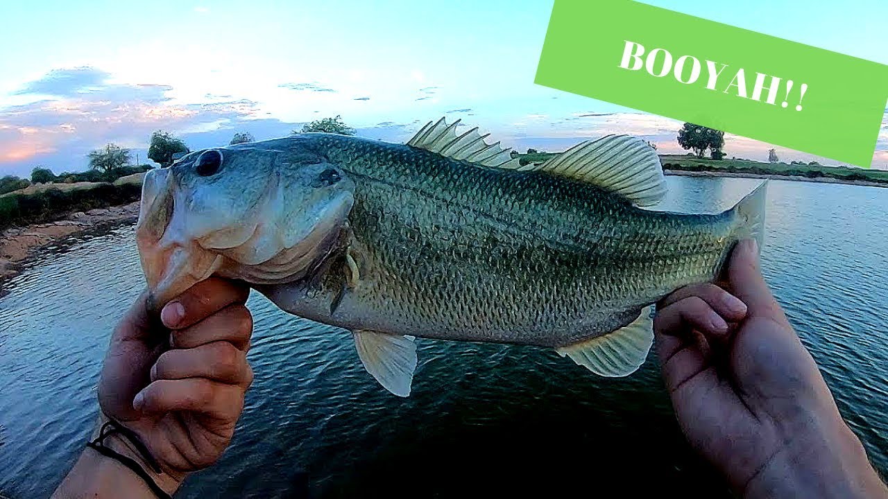 My Best Day pond fishing - YouTube