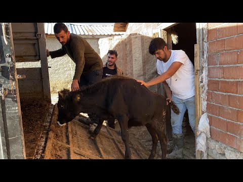 BUZAĞI NAKLİYESİ / 3 ADET ERKEK BUZAĞI VE FİYATI ?