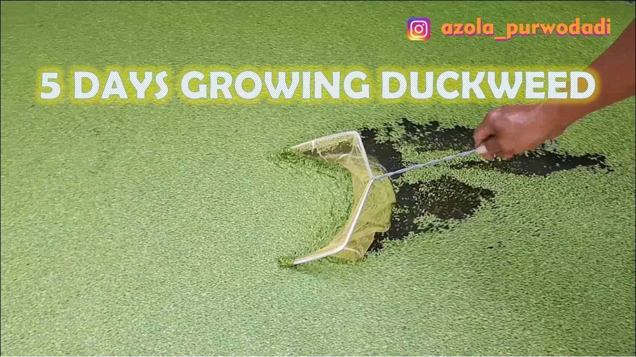 The Growth of Duckweed Day by Day | Growing Duckweed in 5 Days - YouTube
