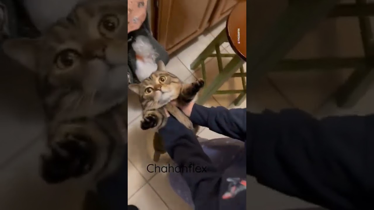 cute cat - wa! wa! waaaa! waaaa! #shorts - YouTube