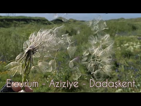 Erzurum - Aziziye köylerinde ilkbahar, Haziran 2024